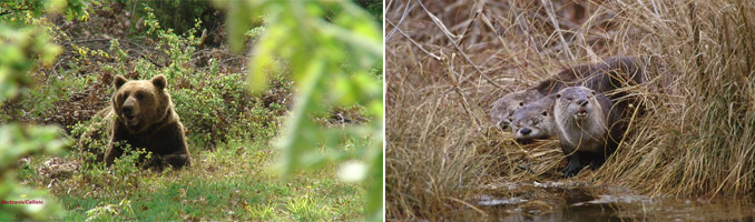 Northern Pindos National Park | Πανίδα